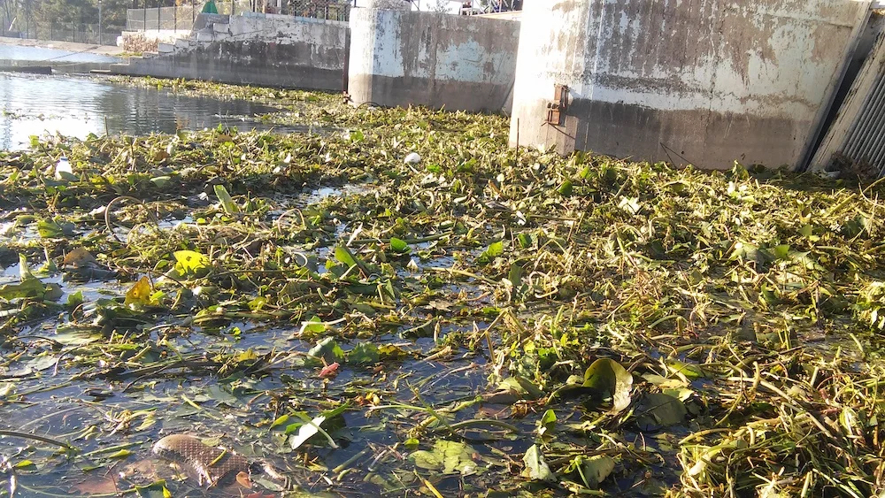 Trash Rake Machine | Susamuru - Izgara Temizleme Makinası